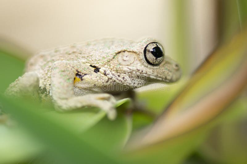 Emerald-spotted Tree Frog stock image. Image of frog - 173578191