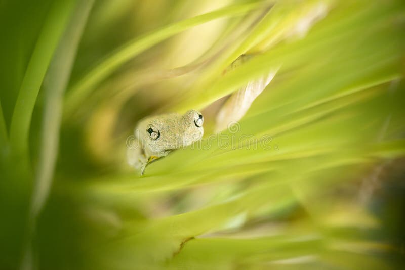 Emerald-spotted Tree Frog stock image. Image of australianfrog - 173578331