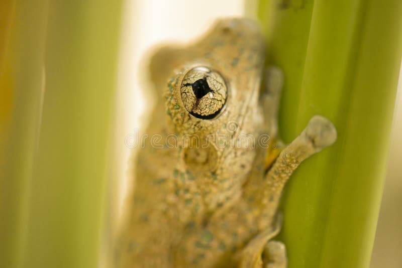 Emerald-spotted Tree Frog stock image. Image of australianfrog - 173579289