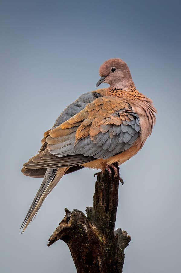 Emerald-spotted Wood Dove Looks Back from Stump Stock Photo - Image of ...