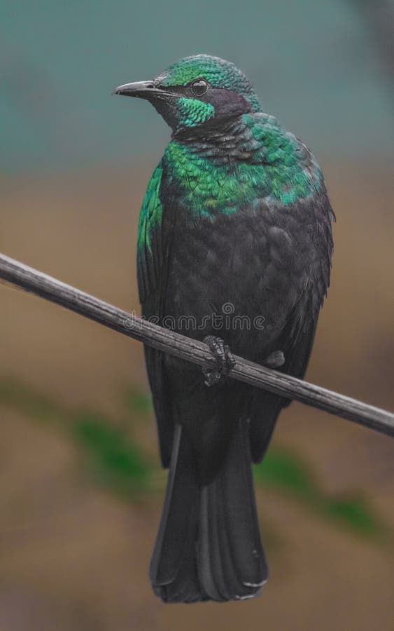Emerald starling stock photo. Image of background, birdwatching - 269863626