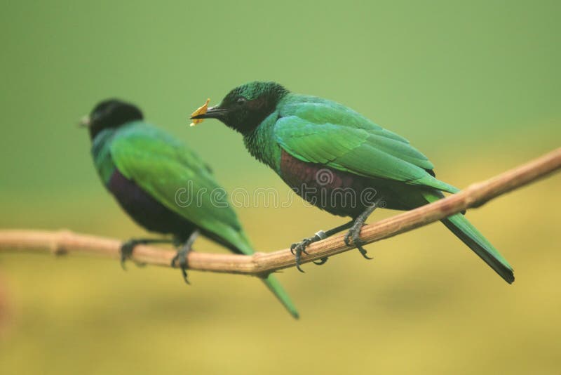 Emerald starling stock image. Image of green, nature - 27106911