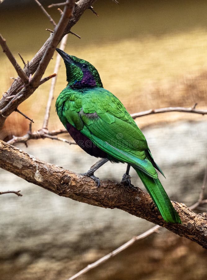 The Emerald Starling (Lamprotornis Iris) is Also Known As the Iris ...