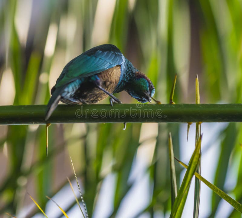 Emerald Starling stock photo. Image of gambia, birds - 36405462