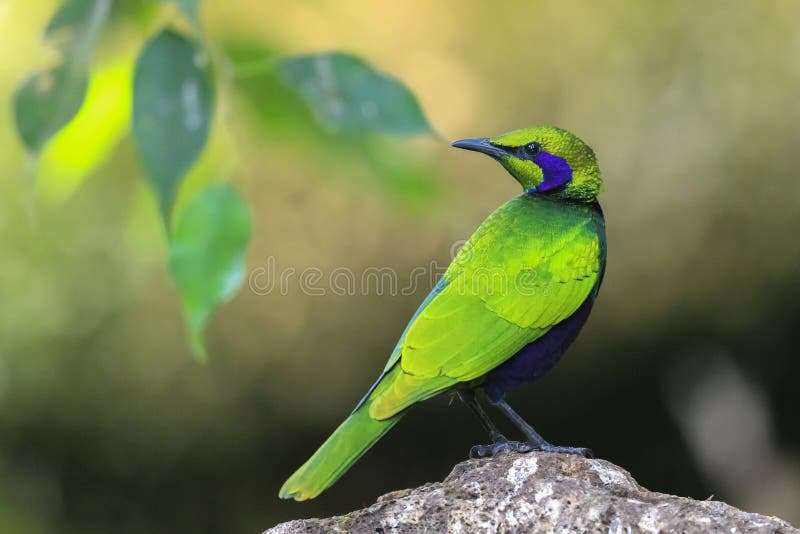 Emerald Starling, Lamprotornis Iris, Iris Glossy Starling Stock Photo ...