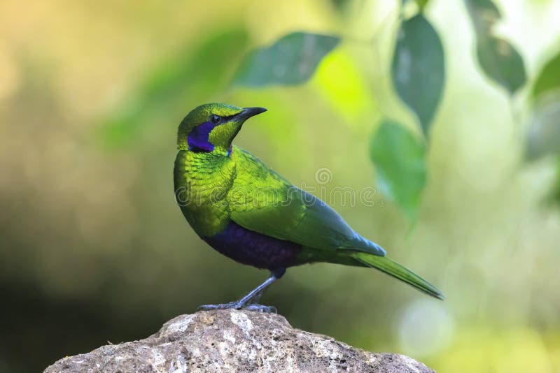 Emerald Starling, Lamprotornis Iris, Iris Glossy Starling Stock Photo ...