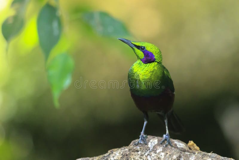 Emerald Starling, Lamprotornis Iris, Iris Glossy Starling Stock Photo ...
