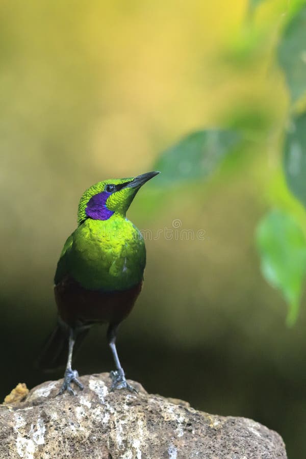 Emerald Starling, Lamprotornis Iris, Iris Glossy Starling Stock Photo ...