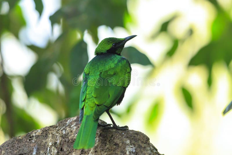 Emerald Starling, Lamprotornis Iris, Iris Glossy Starling Stock Photo ...
