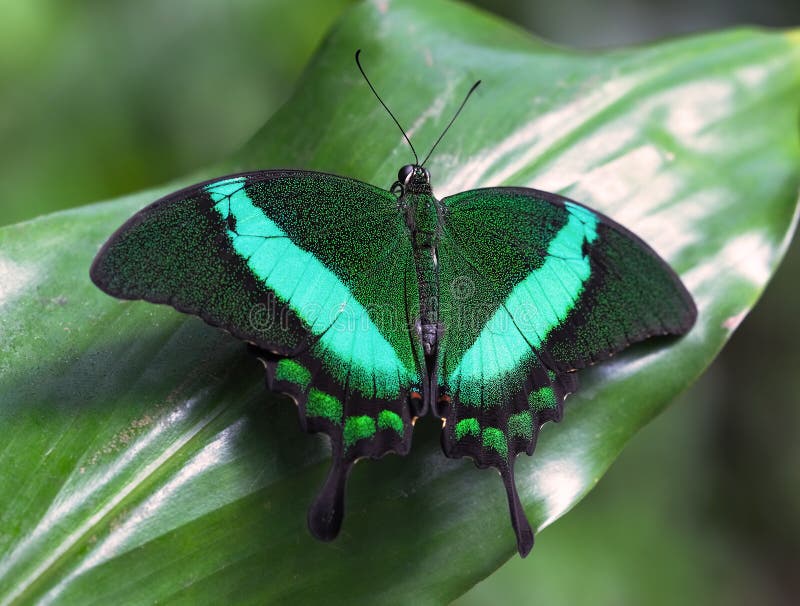 Emerald Peacock Swallowtail Butterfly Stock Photo - Image of ...