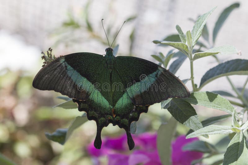 Emerald Swallowtail Butterfly Foto de Stock - Imagem de andorinha ...