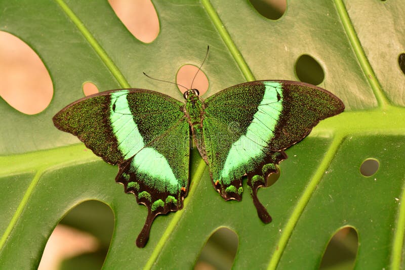 Emerald Swallowtail Butterfly Stock Image - Image of butterfly ...