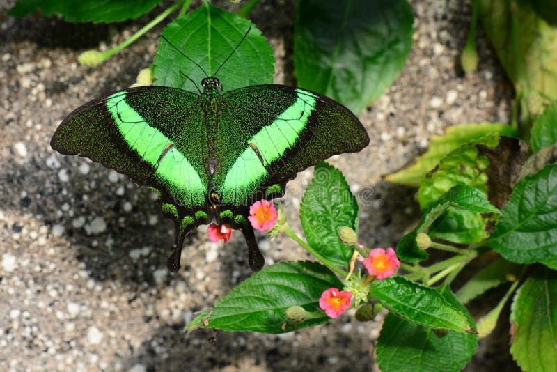 Emerald Swallowtail Butterfly Stock Photo - Image of isolated ...