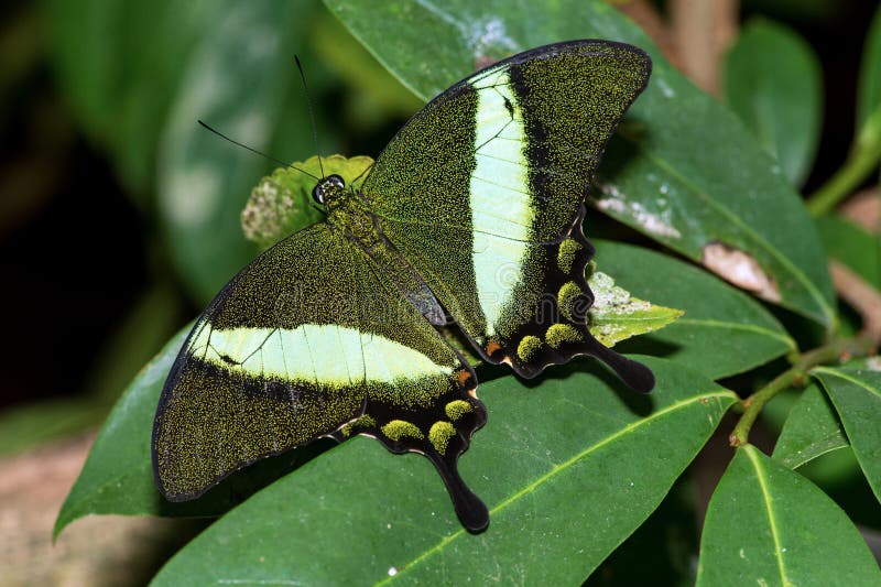 Emerald Swallowtail Butterfly Stock Photo - Image of diaphanous ...
