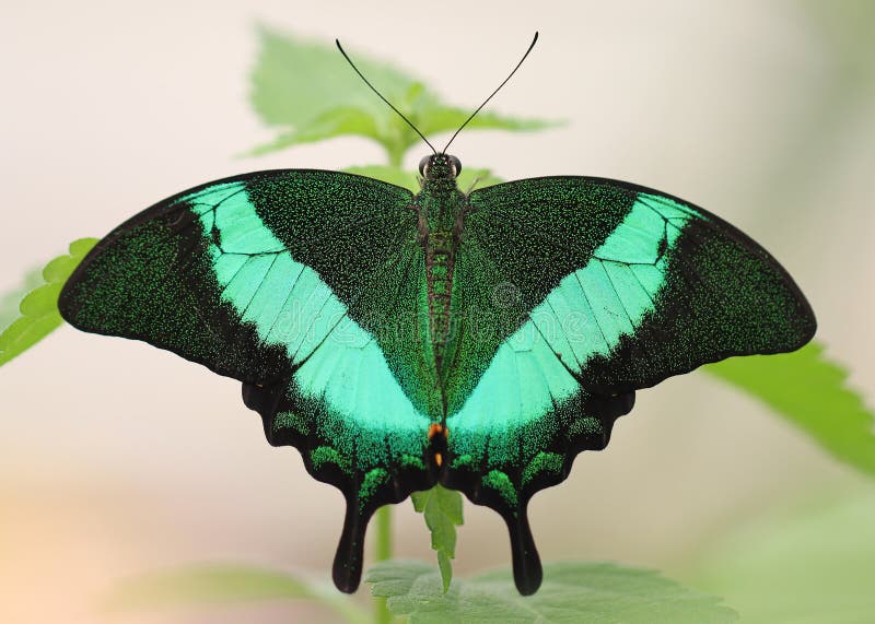 Emerald Swallowtail - (Papilio Palinurus) Stock Image - Image of ...