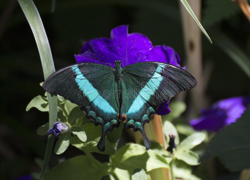 Emerald Swallowtail Papilio Palinurus Stock Image - Image of color ...