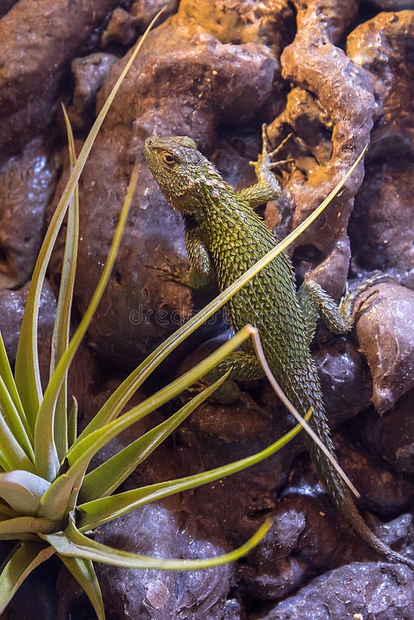 Emerald Swift stock photo. Image of scales, swift, green - 196558586