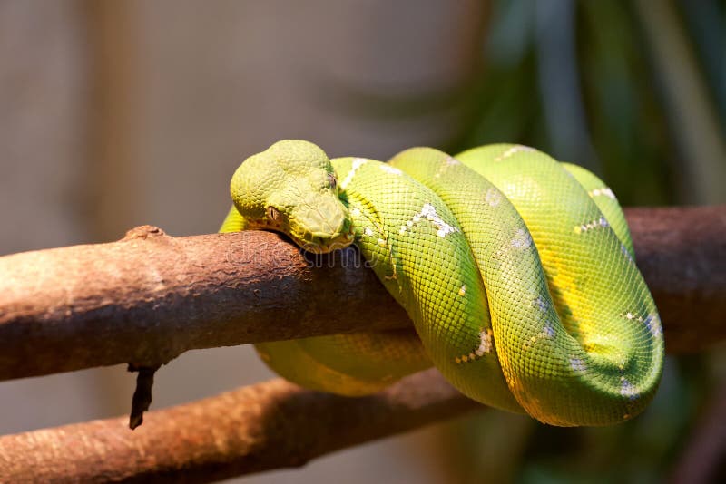 Emerald tree boa. stock image. Image of reptile, wild - 22769523