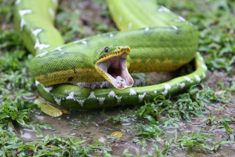 Emerald Tree Boa stock photo. Image of tree, rainforest - 27244326
