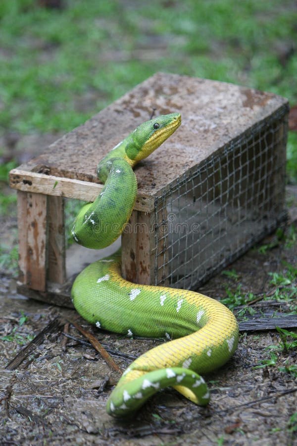 Emerald Tree Boa stock image. Image of white, coldblooded - 27244389