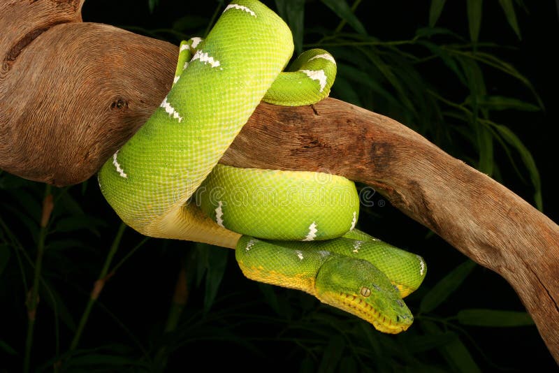 Emerald Tree Boa stock photo. Image of tree, scales, reptile - 4154136
