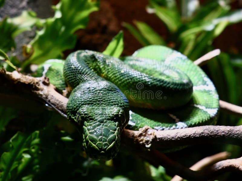 Emerald Tree Boa Blending in with Environment Stock Photo - Image of ...