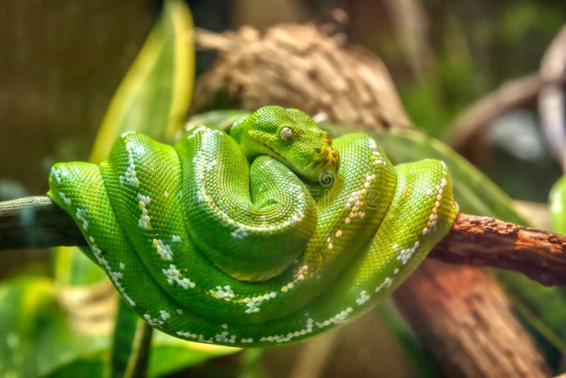An Emerald Tree Boa on a Branch. Stock Photo - Image of eyes, snake ...