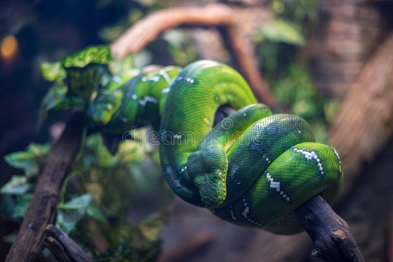 Emerald Tree Boa Coiled on a Tree Branch in Central Florida Zoo ...