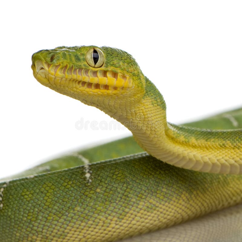 Emerald Tree Boa - Corallus Caninus Stock Photo - Image of reptile ...
