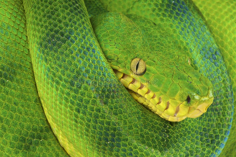 Emerald Tree Boa / Corallus Caninus Stock Photo - Image of guiana ...