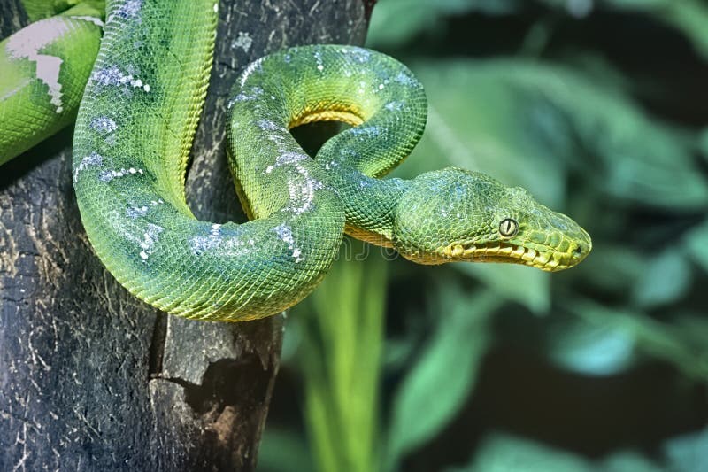 Slang-smaragdgroene Boomboa Stock Afbeelding - Image of buiten, reptiel ...