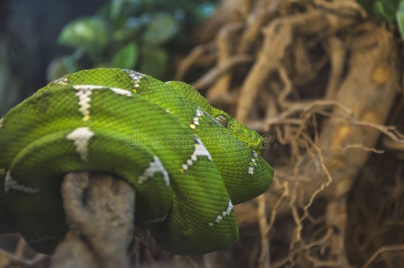 Gekruld Omhoog Emerald Tree Boa Stock Foto - Image of bomen, boom: 71928476