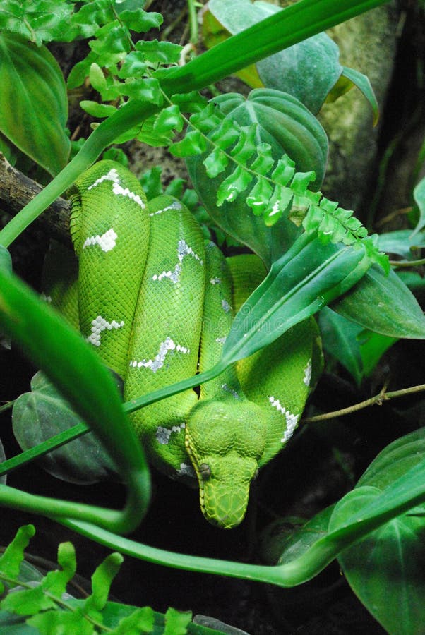 Emerald Tree Boa Hanging from Tree Stock Photo - Image of herpetologist ...
