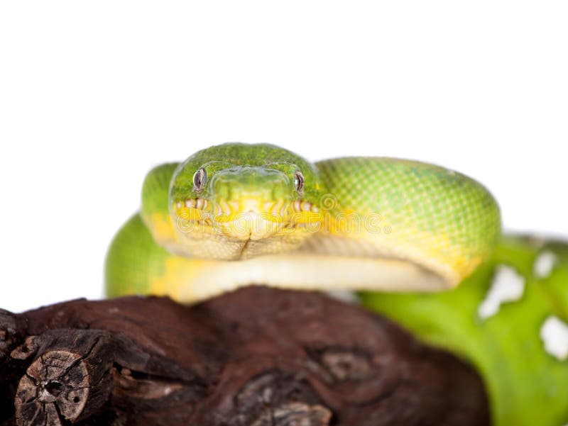 127 Juvenile Emerald Tree Boa Stock Photos - Free & Royalty-Free Stock ...