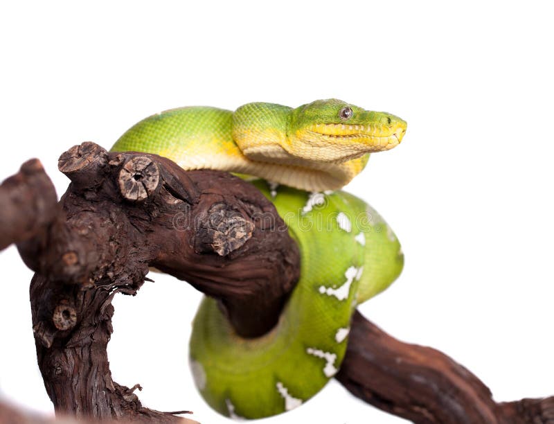 127 Juvenile Emerald Tree Boa Stock Photos - Free & Royalty-Free Stock ...