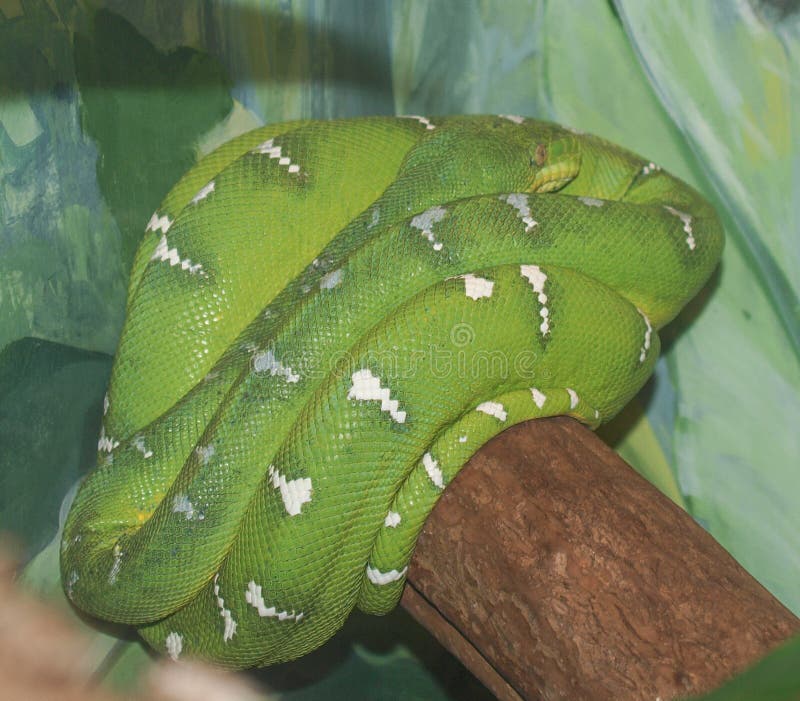 Emerald Tree Boa orm arkivfoto. Bild av slither, slätt - 86210698