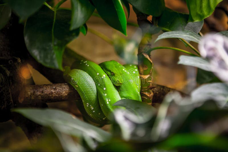Emerald Tree Boa orm arkivfoto. Bild av läskigt, haltig - 86210698