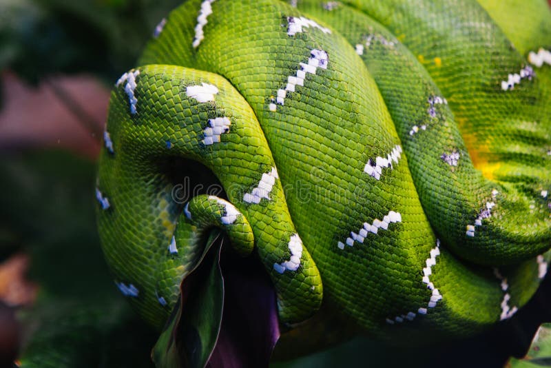 Emerald Tree Boa orm arkivfoto. Bild av läskigt, haltig - 86210698