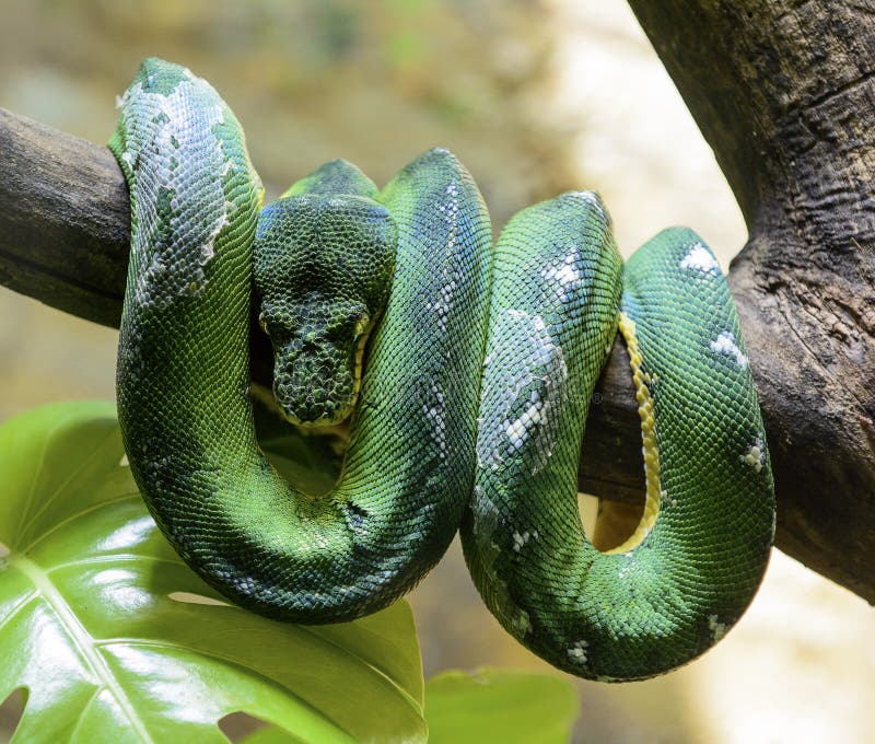 Emerald Tree Boa stock image. Image of animal, wild, reptile - 32363167
