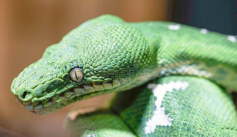 Emerald tree boa stock image. Image of reptile, cape - 76430675