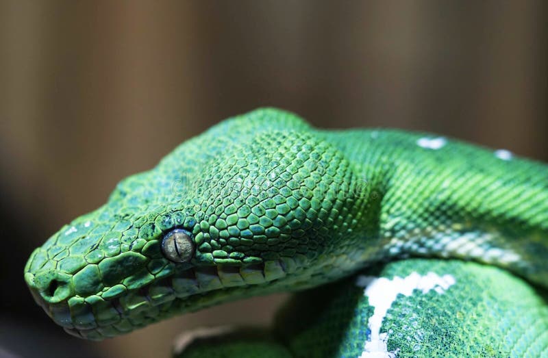 Emerald tree boa stock photo. Image of reptile, wilmington - 76430696