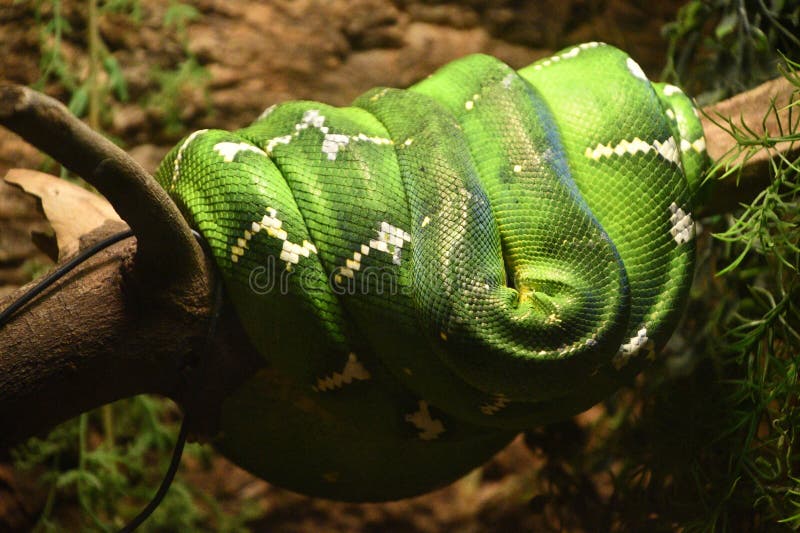 Emerald Tree Boat Snake stock image. Image of caninus - 324180397