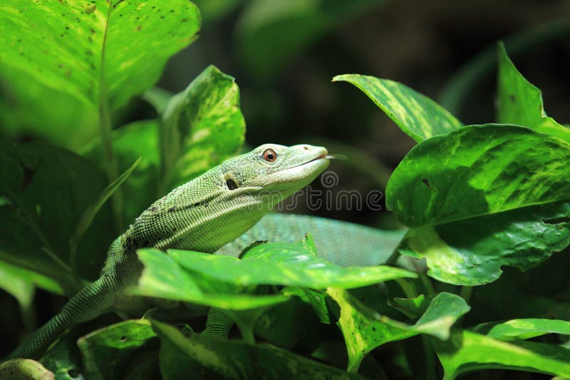 Emerald tree monitor stock photo. Image of varanus, reptile - 41019300