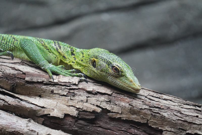 Emerald Tree Monitor Looking Out Stock Photo - Image of varanidae ...