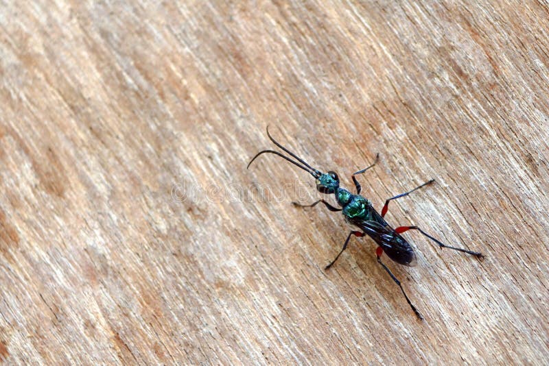 Emerald Wasps on the Walls. Stock Image - Image of brown, plank: 90982649