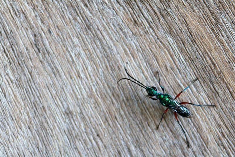 Emerald Wasps on the Walls. Stock Photo - Image of pattern, paint: 90982692