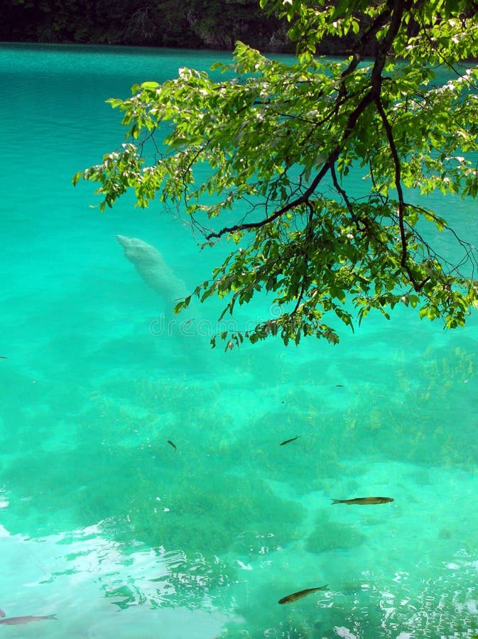 Emerald water stock image. Image of falling, park, drop - 4581529