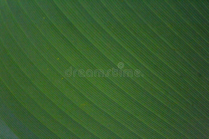 Emerald Whispers of the Pandan Leaf Stock Image - Image of close, plant ...
