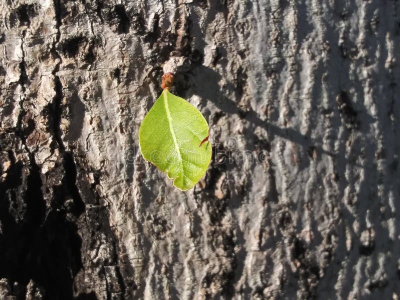 Emerge and See stock image. Image of vgphotoz, nature - 166337529