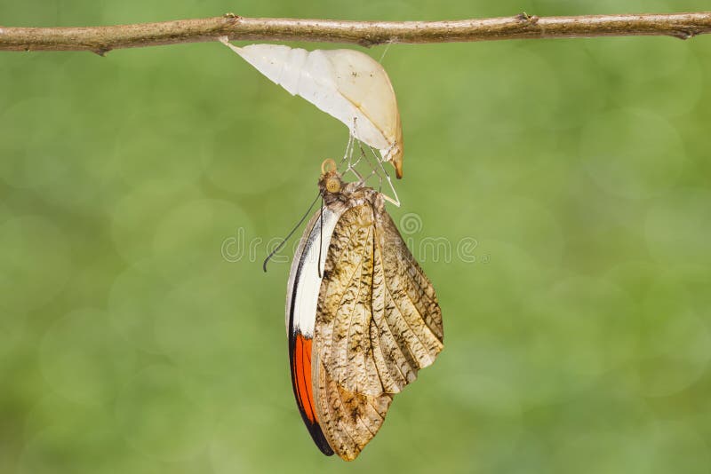 Emerged Great Orange Tip Butterfly Anthocharis Cardamines Ha Stock